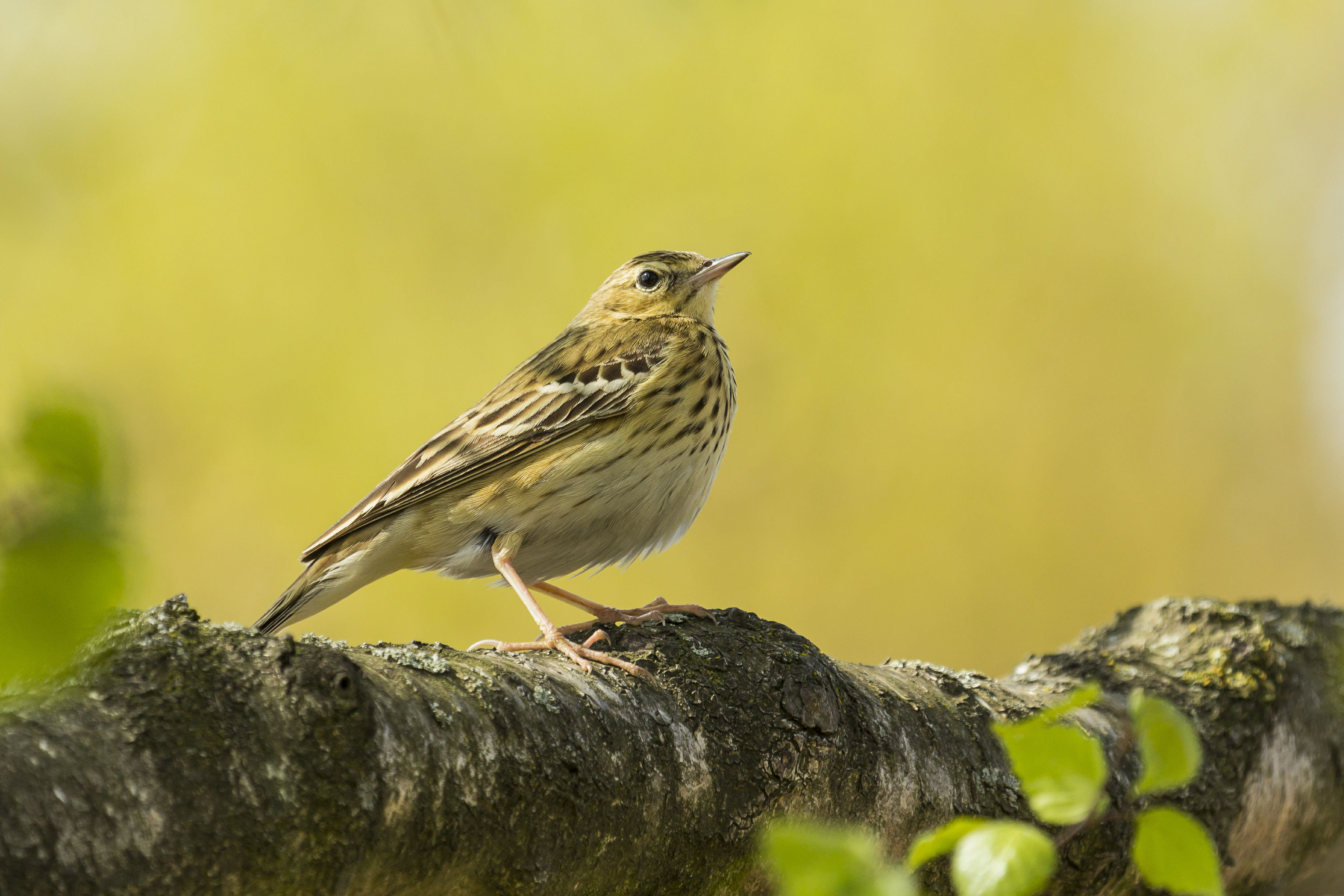Ebern Designs Tree Pipit In Yellow On Canvas Photograph | Wayfair