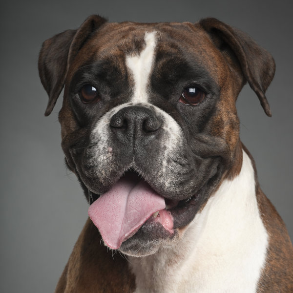 Ebern Designs Boxer by Globalp - Wrapped Canvas Photograph | Wayfair