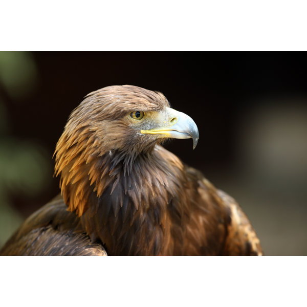 Millwood Pines Golden Eagle by Scooperdigital - Wrapped Canvas ...
