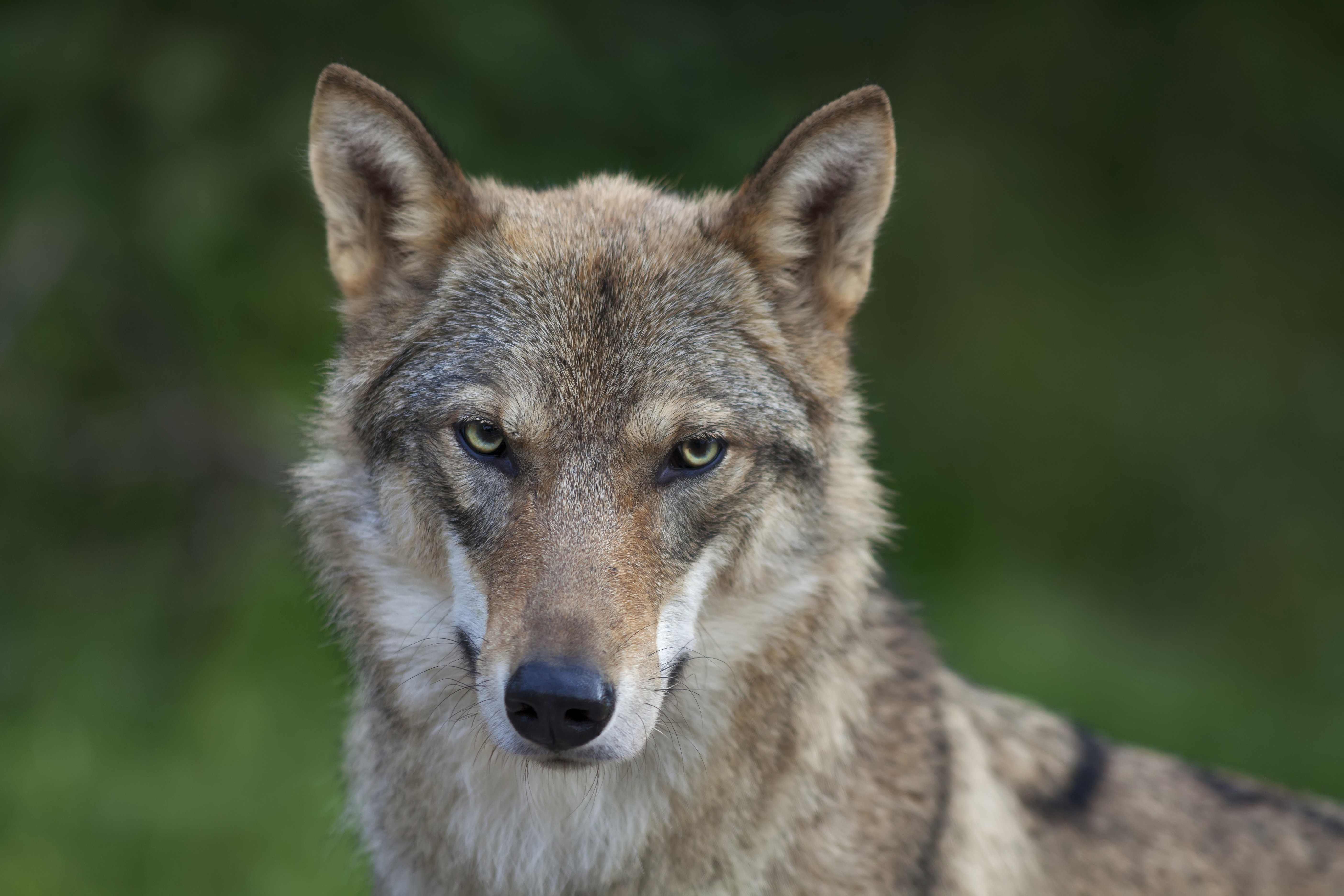 Millwood Pines Wolf Female by - Wrapped Canvas Photograph | Wayfair