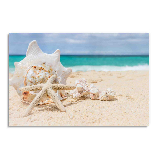 Dovecove Seashells and Starfish, Coastal Seascape Photography, Acrylic ...