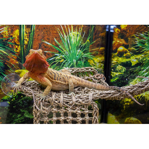 Penn Plax Reptology Large Lizard Lounger Corner Triangle with Ladder ...