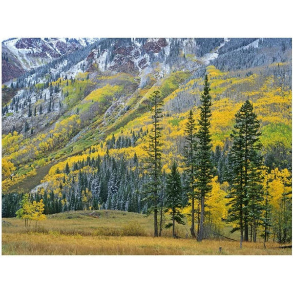 Millwood Pines Aspen Grove In Fall Colors Maroon Bells Snowmass W Aspen ...