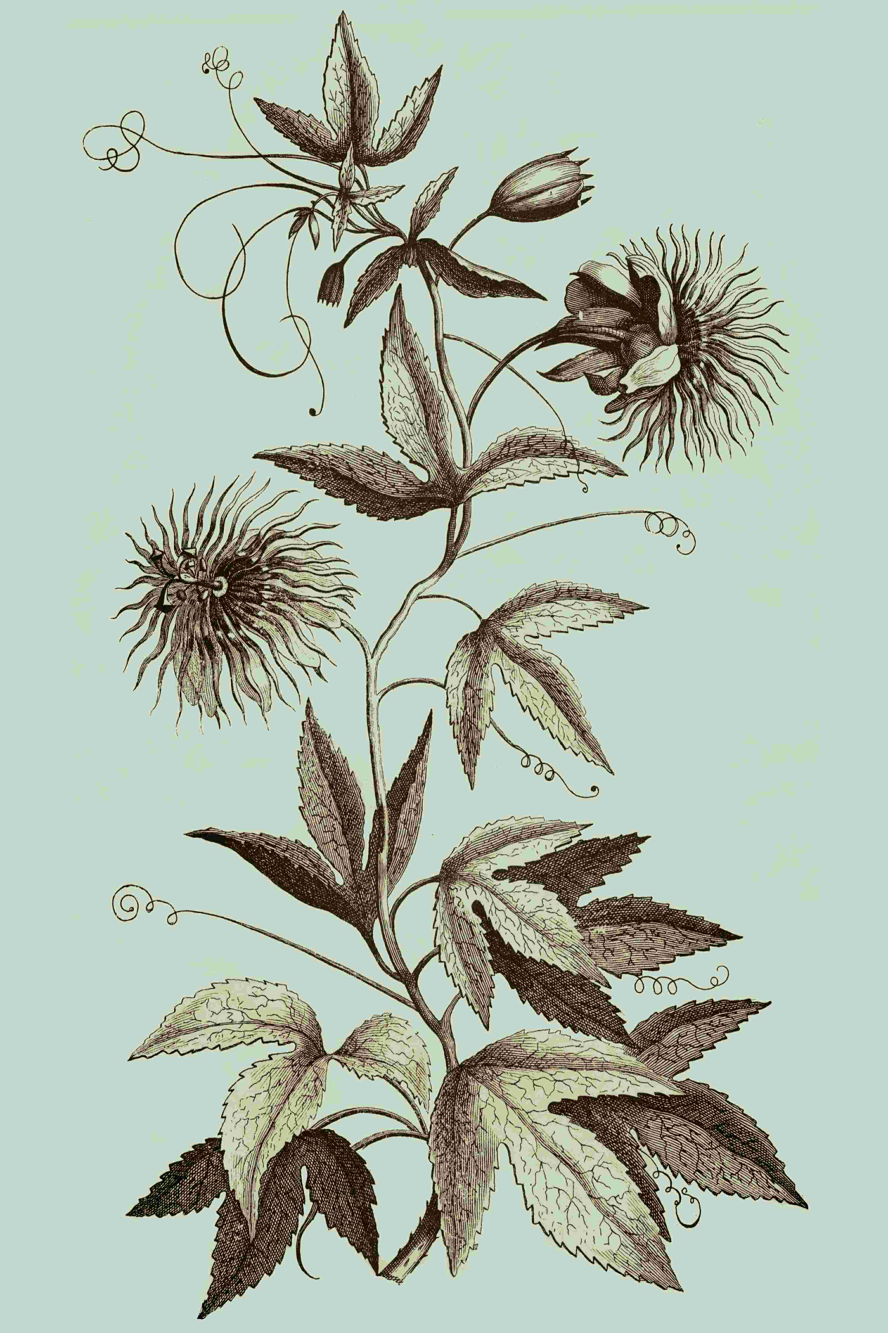 Red Barrel Studio® Imperial Munting III by Abraham Munting - Wrapped ...