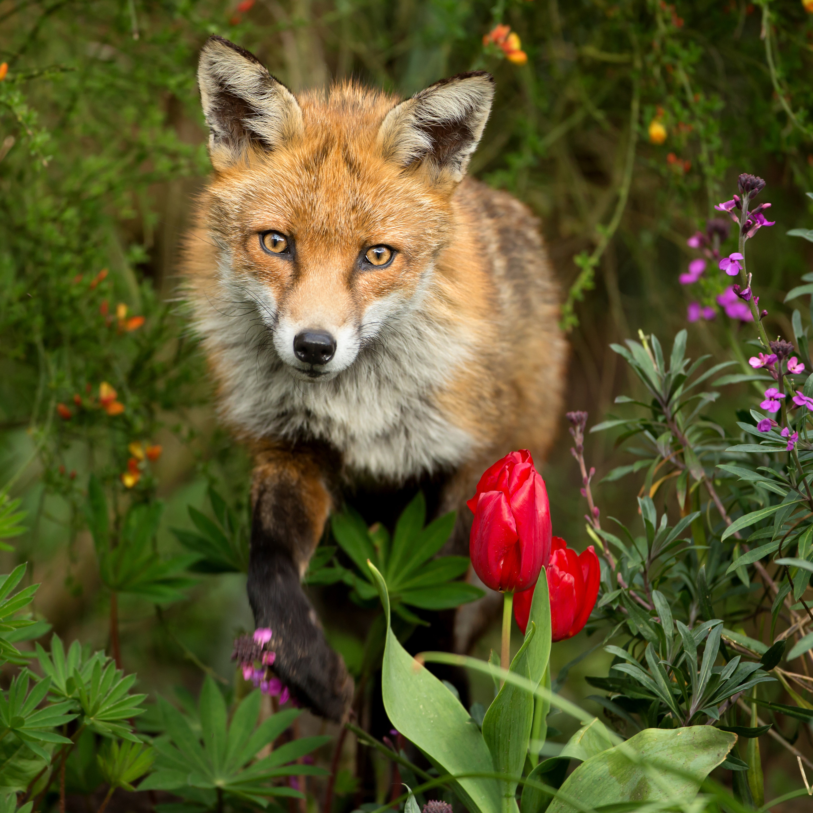 Millwood Pines Red Fox - Wrapped Canvas Photograph | Wayfair