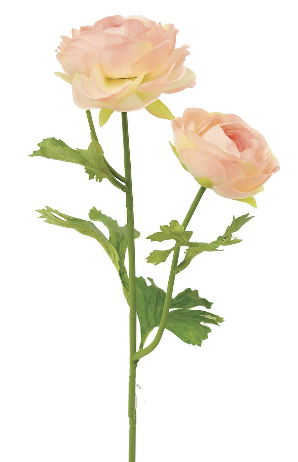 Primrue Ranunculus Stems | Wayfair