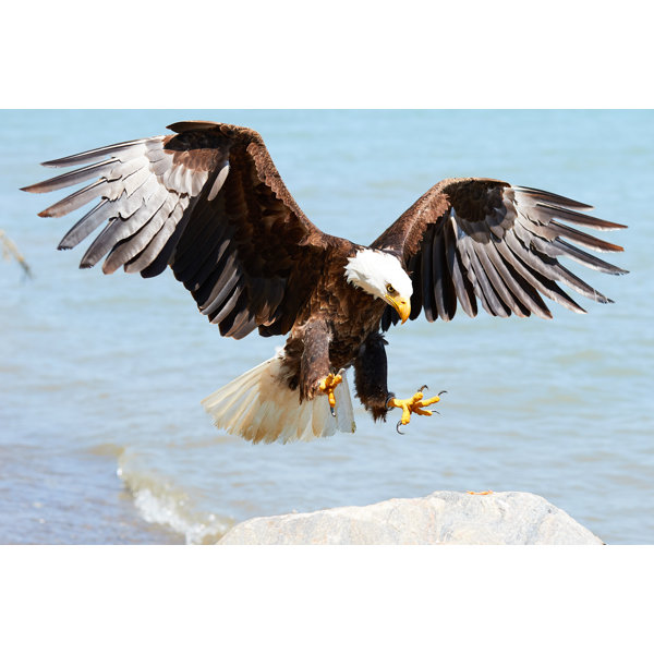 Millwood Pines Bald Eagle by M-Furmam - Wrapped Canvas Photograph | Wayfair