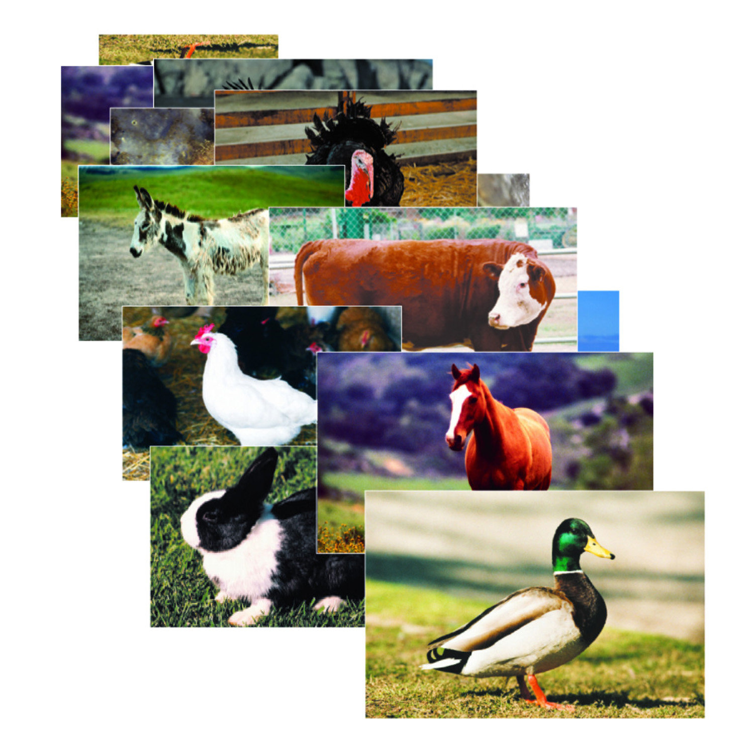 Stages Learning Materials Farm Animal Poster Set | Wayfair