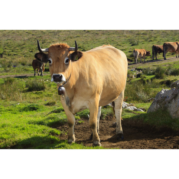 Union Rustic Aubrac Cow - Wrapped Canvas Photograph | Wayfair