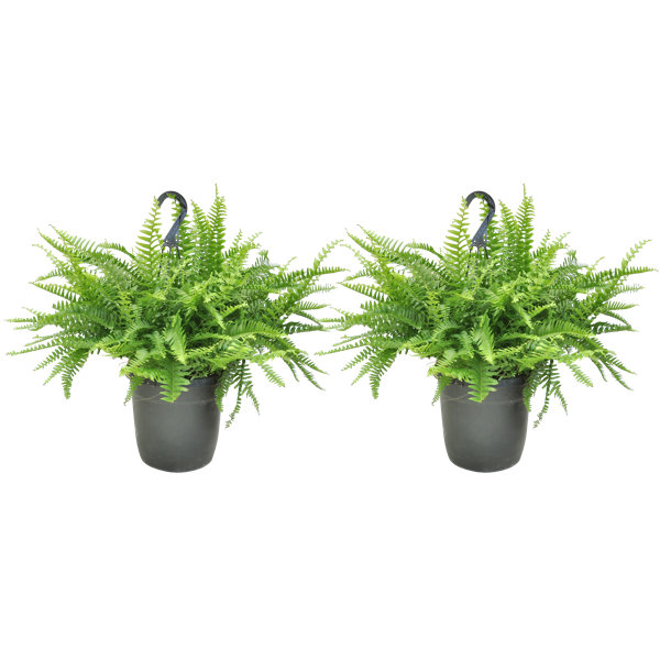 Costa Farms Fern Plant in Pot & Reviews | Perigold
