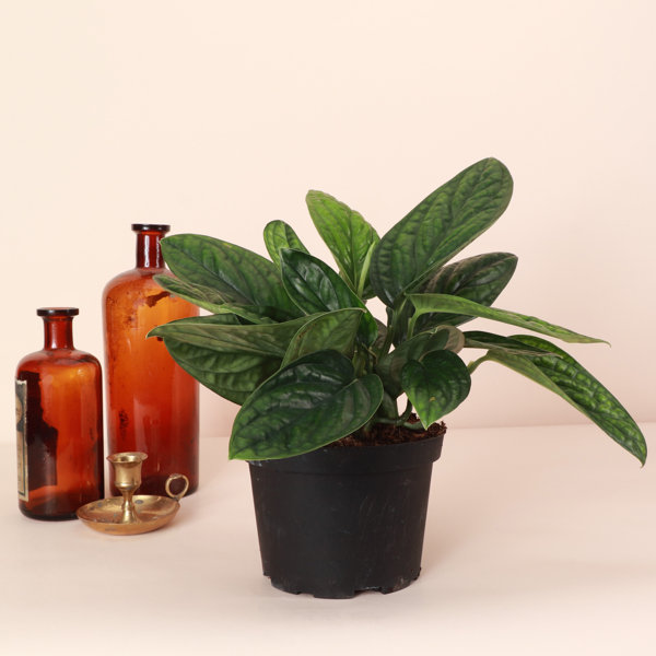 Thorsen's Greenhouse Live Pothos Plant in Plastic Planter | Wayfair