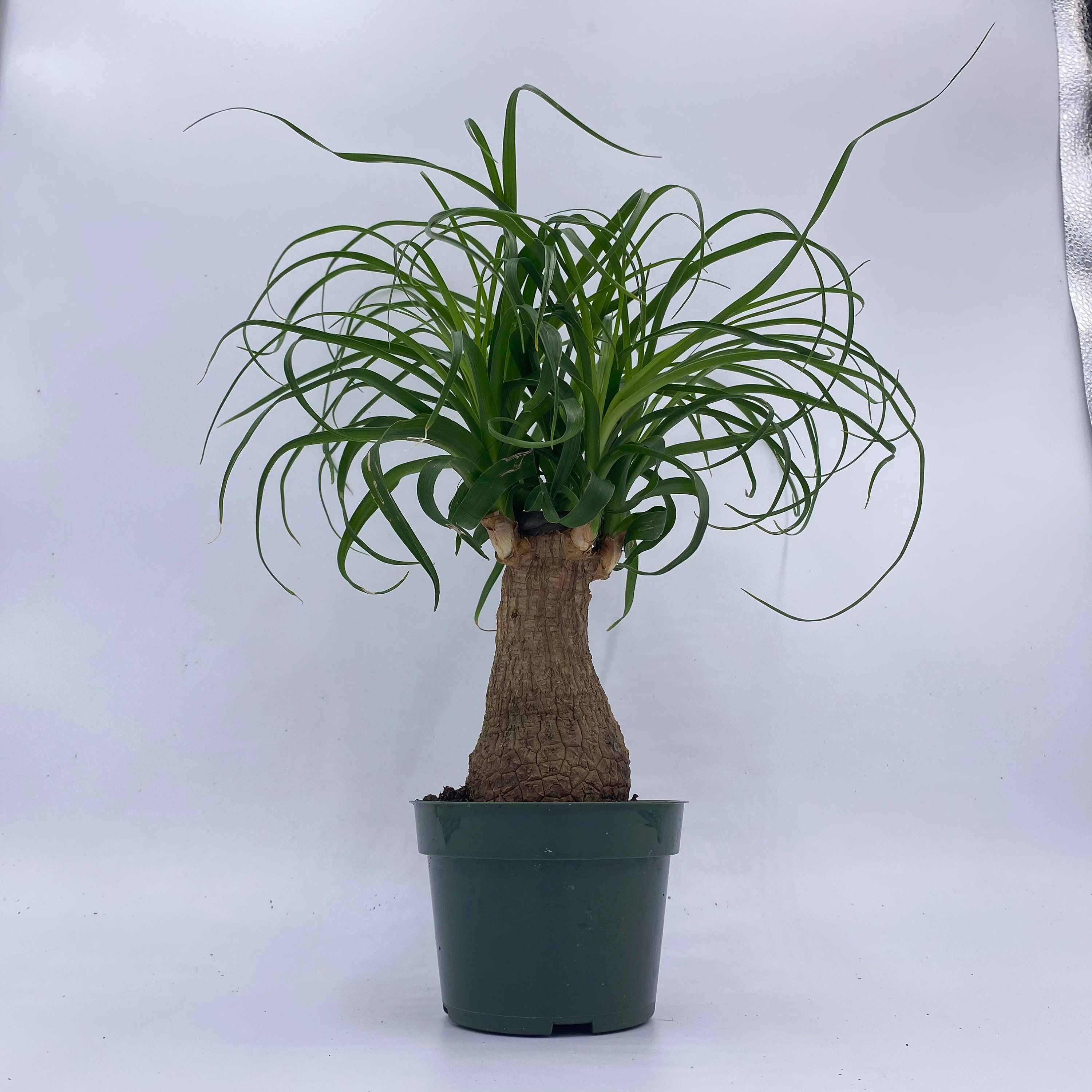 Florida House Plants Live Palm Low Maintenance Plant in Pot | Wayfair