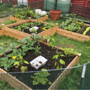 Greenes Fence Jaxon 12 ft x 12 ft Cedar Raised Garden & Reviews | Wayfair