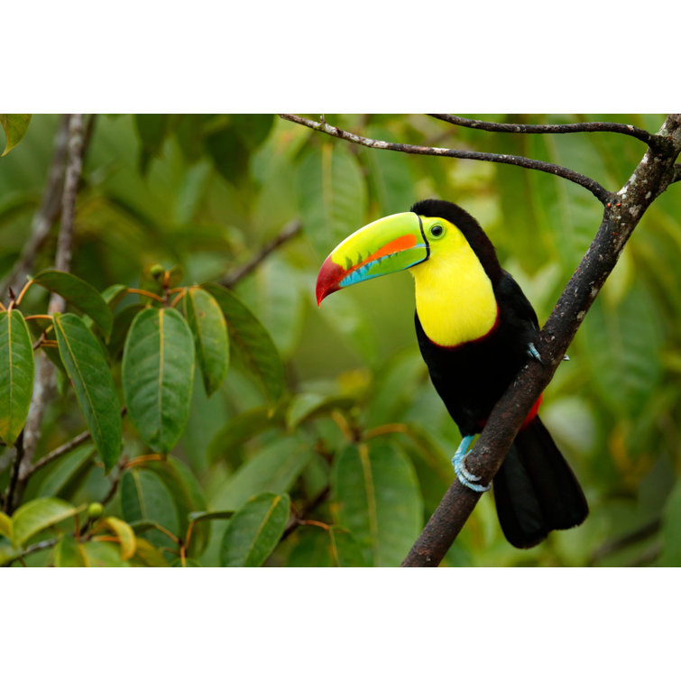 Ebern Designs Toucan Sitting by Ondrej Prosicky - Wrapped Canvas ...