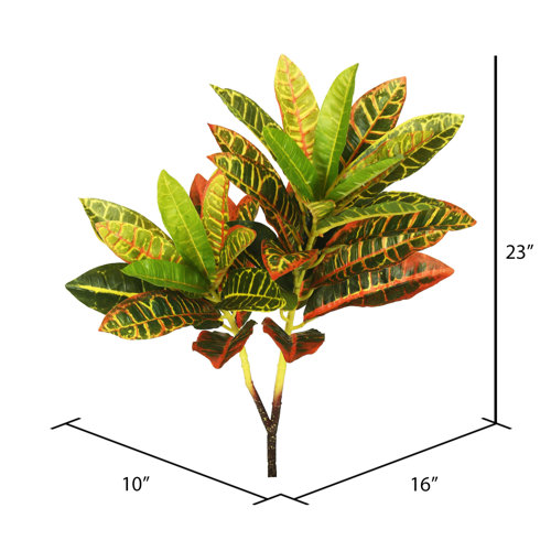 Primrue Croton Spray | Wayfair