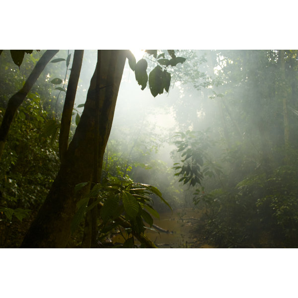Millwood Pines Foggy Amazon Rainforest In Brazil by - Wrapped Canvas ...