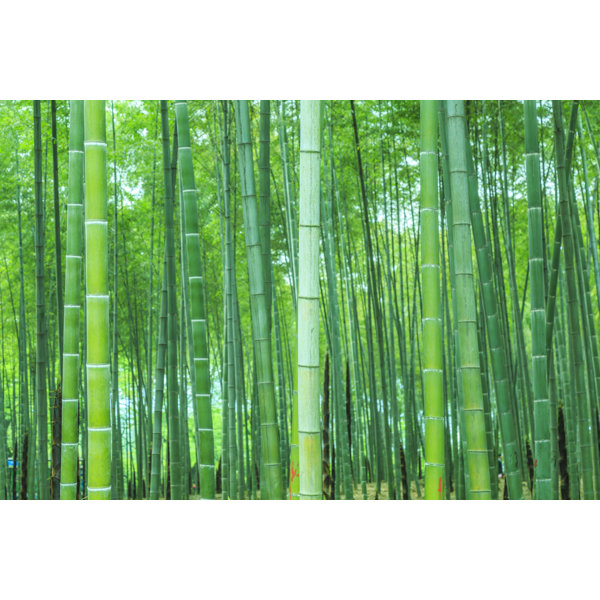 Bay Isle Home Bamboo - Wrapped Canvas Photograph | Wayfair.co.uk