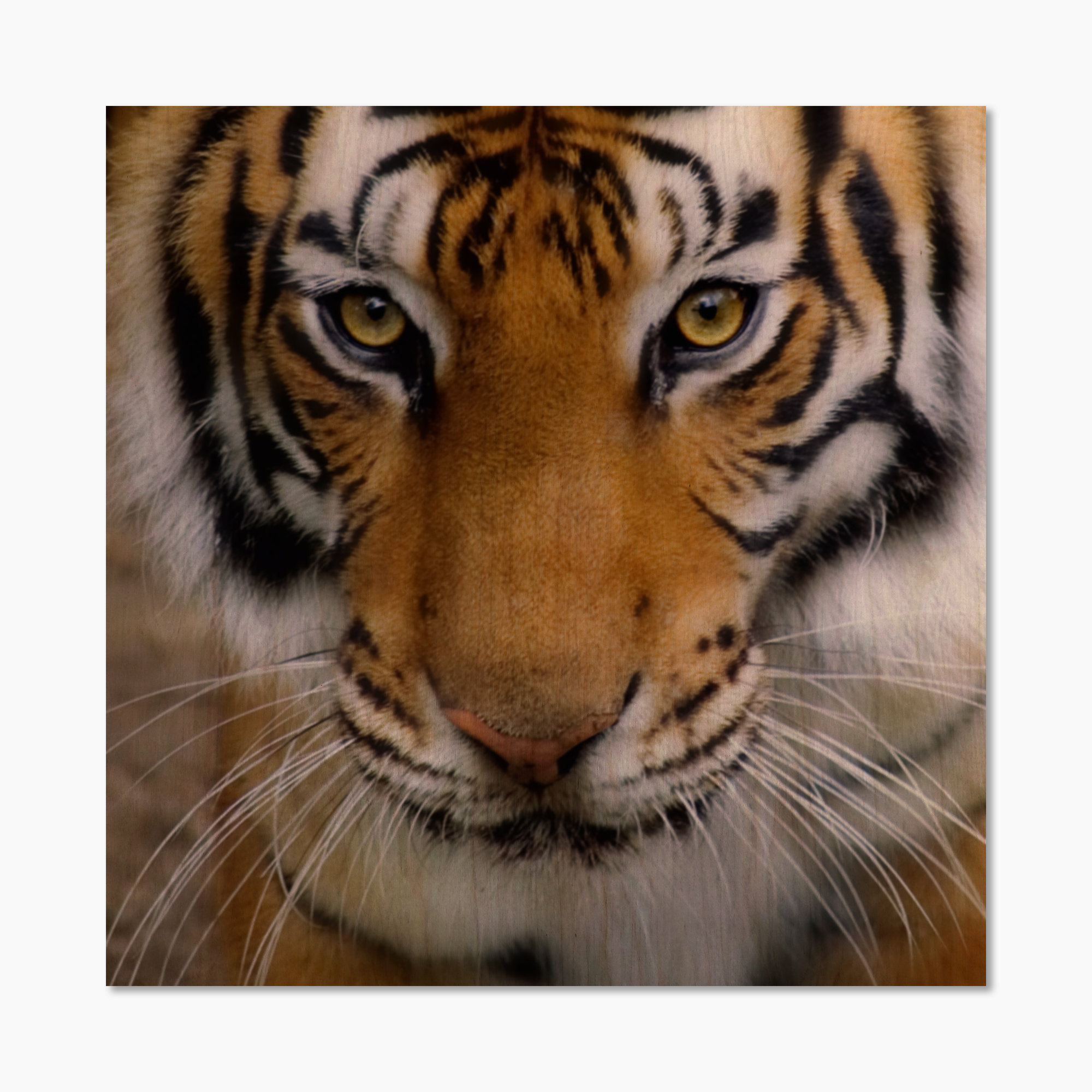 Ebern Designs Portrait Of A Tigers Face - Unframed Print on Wood | Wayfair