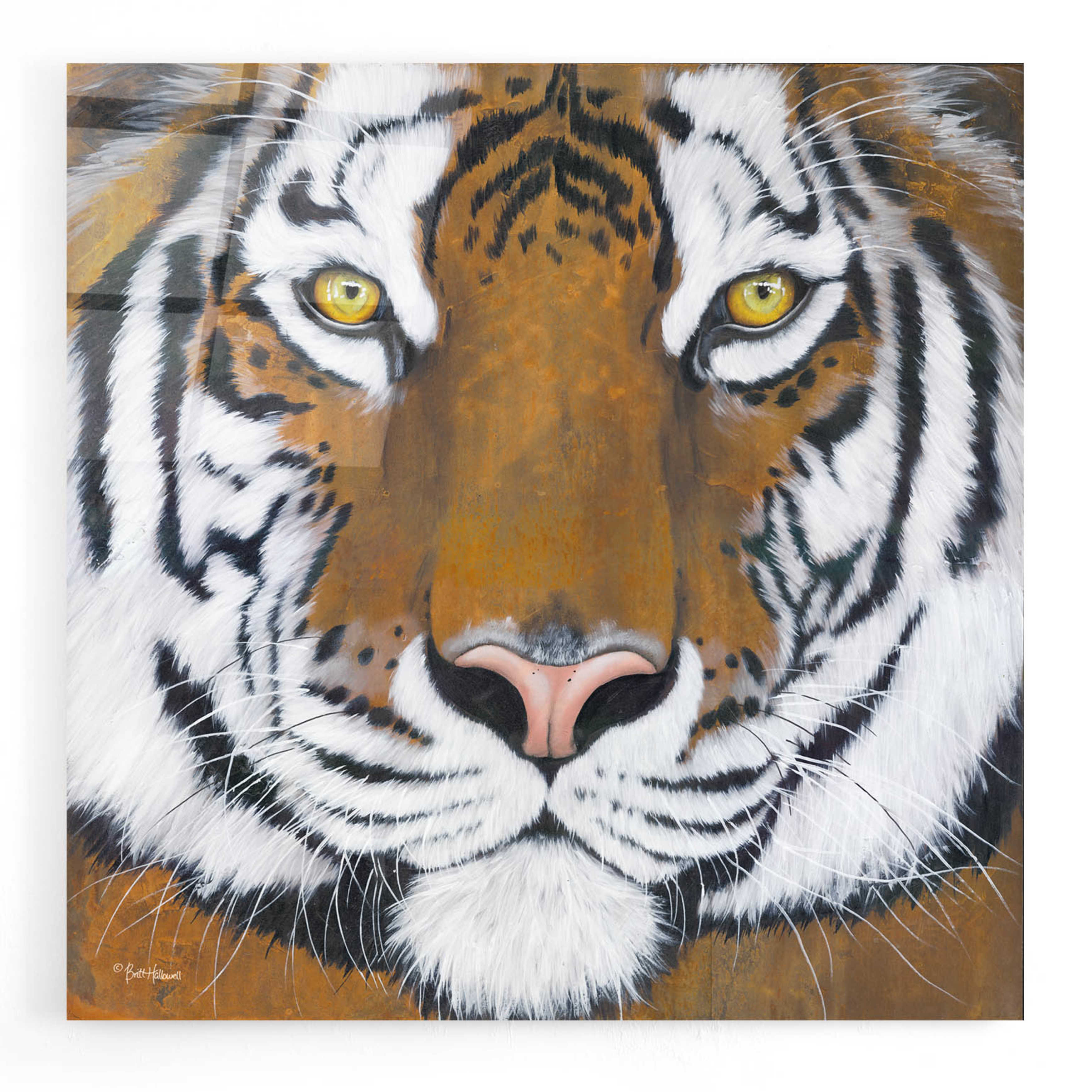 Dakota Fields Tiger Gaze Tiger Gaze by Britt Hallowell - Unframed ...