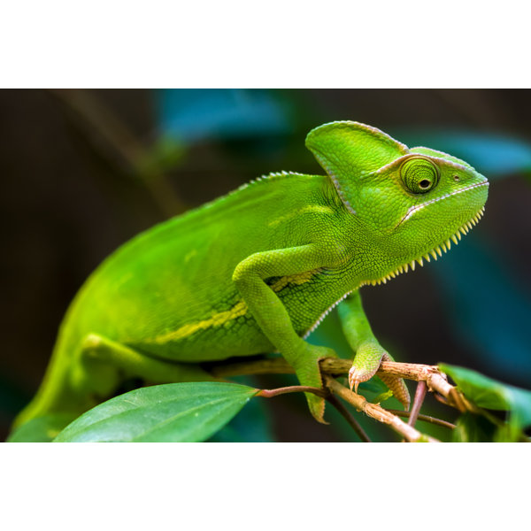 Ebern Designs Green Chameleon by Gaschwald - Wrapped Canvas Photograph ...