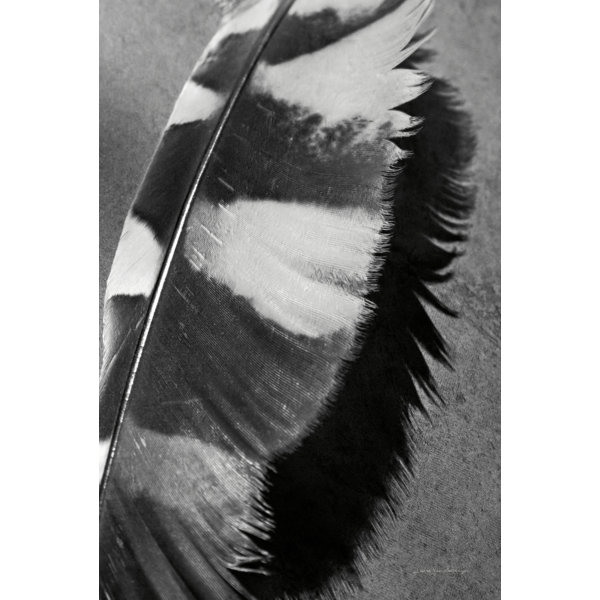 Wrought Studio Feather Shadow I by - Wrapped Canvas Print | Wayfair