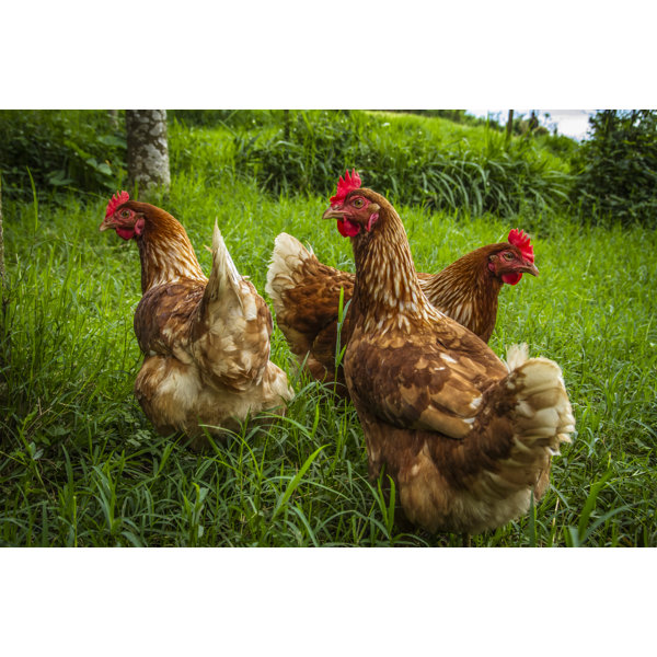 Gracie Oaks Free Range Chickens Under The Tree On Canvas by ...