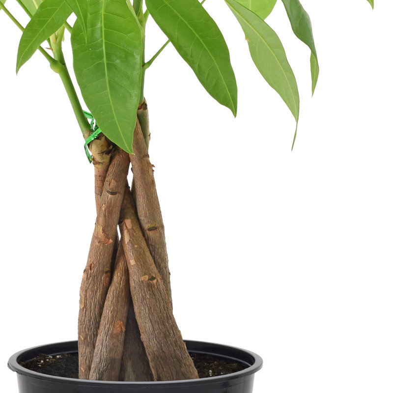 Arcadia Garden Products Money Tree In Grower Pot Live Money Tree Plant ...