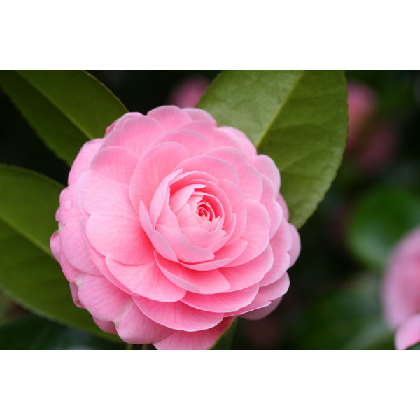 Ebern Designs Breckan Double-Flowered Camellia On Canvas Photograph ...