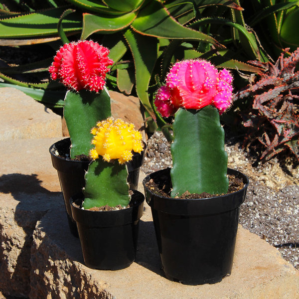 Altman Specialty Plants Live Cactus Low Maintenance Plant in Nursery ...