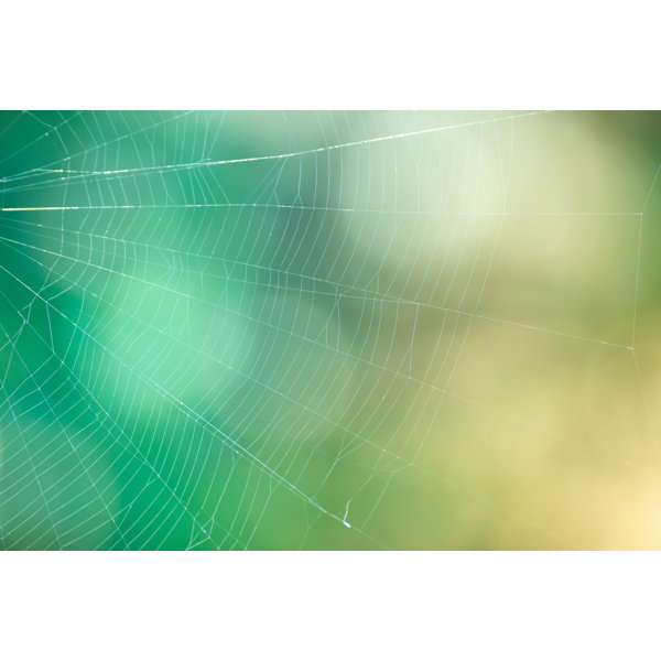 Ebern Designs Natural Spider Web by - Wrapped Canvas Photograph | Wayfair