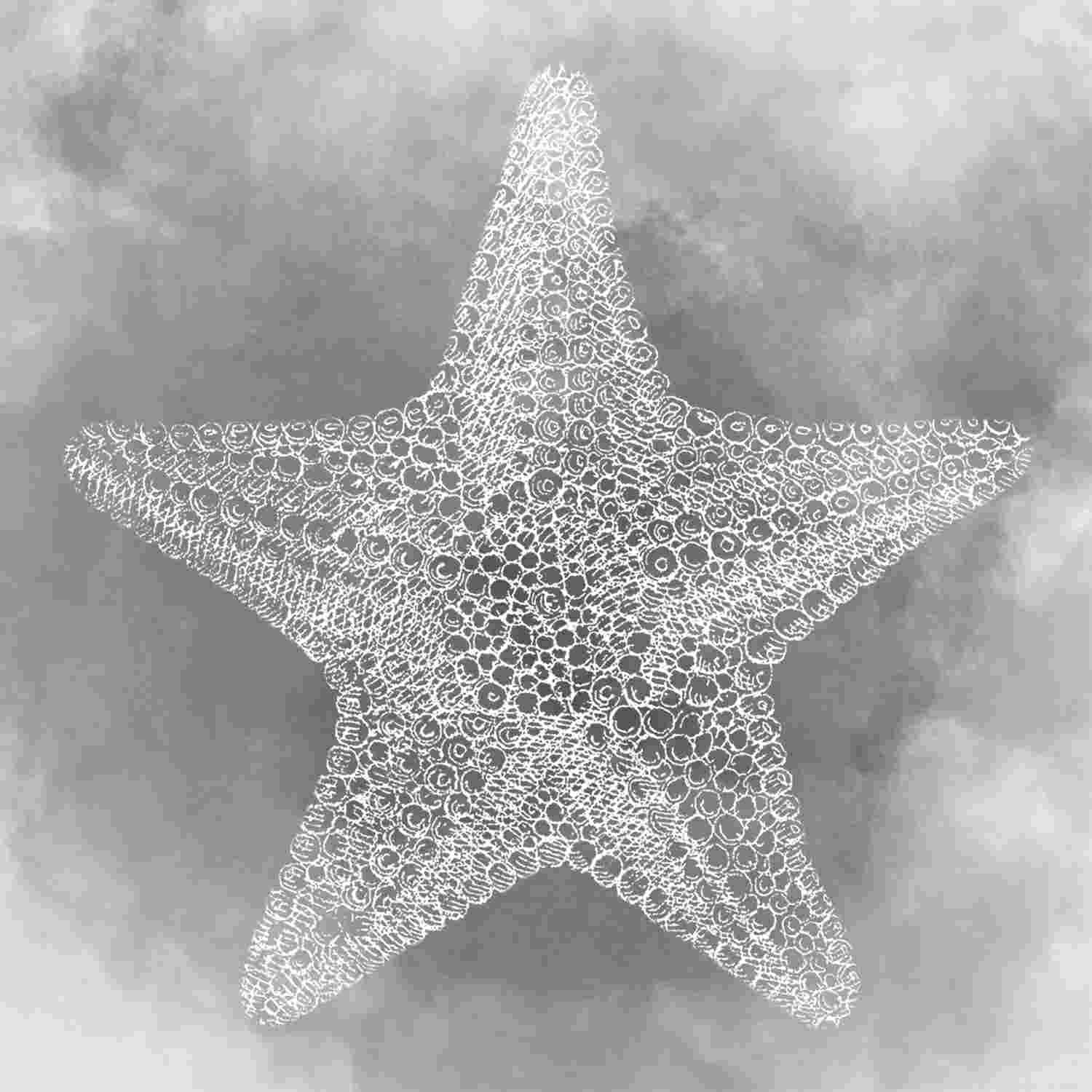 Highland Dunes Gray Starfish On Canvas Graphic Art | Wayfair