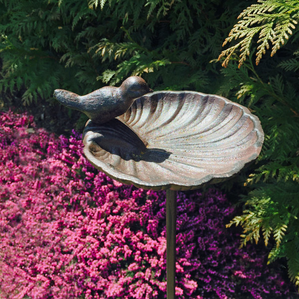 August Grove® Aleana Scallop Shell Birdbath & Reviews | Wayfair