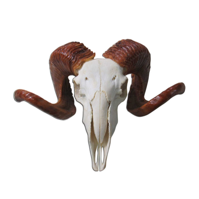Foundry Select Trophy Size Real Ram Skull | Wayfair