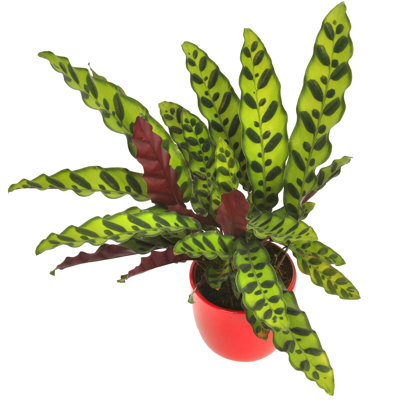 The Seasonal Aisle Bosch Calathea Insignis | Wayfair.co.uk