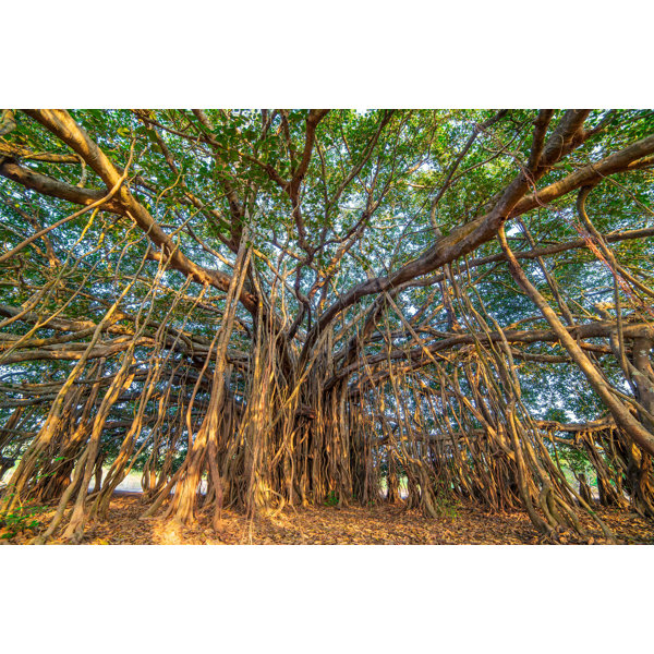 Ebern Designs Banyan Tree - Wrapped Canvas Photograph | Wayfair