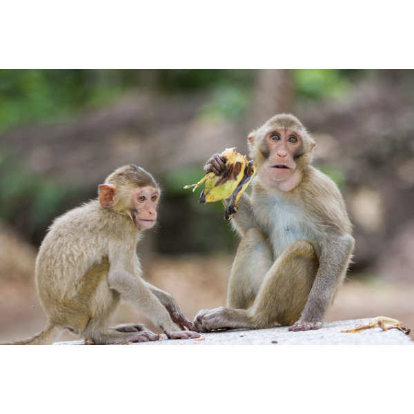 Ebern Designs Monkey by - Wrapped Canvas Photograph | Wayfair