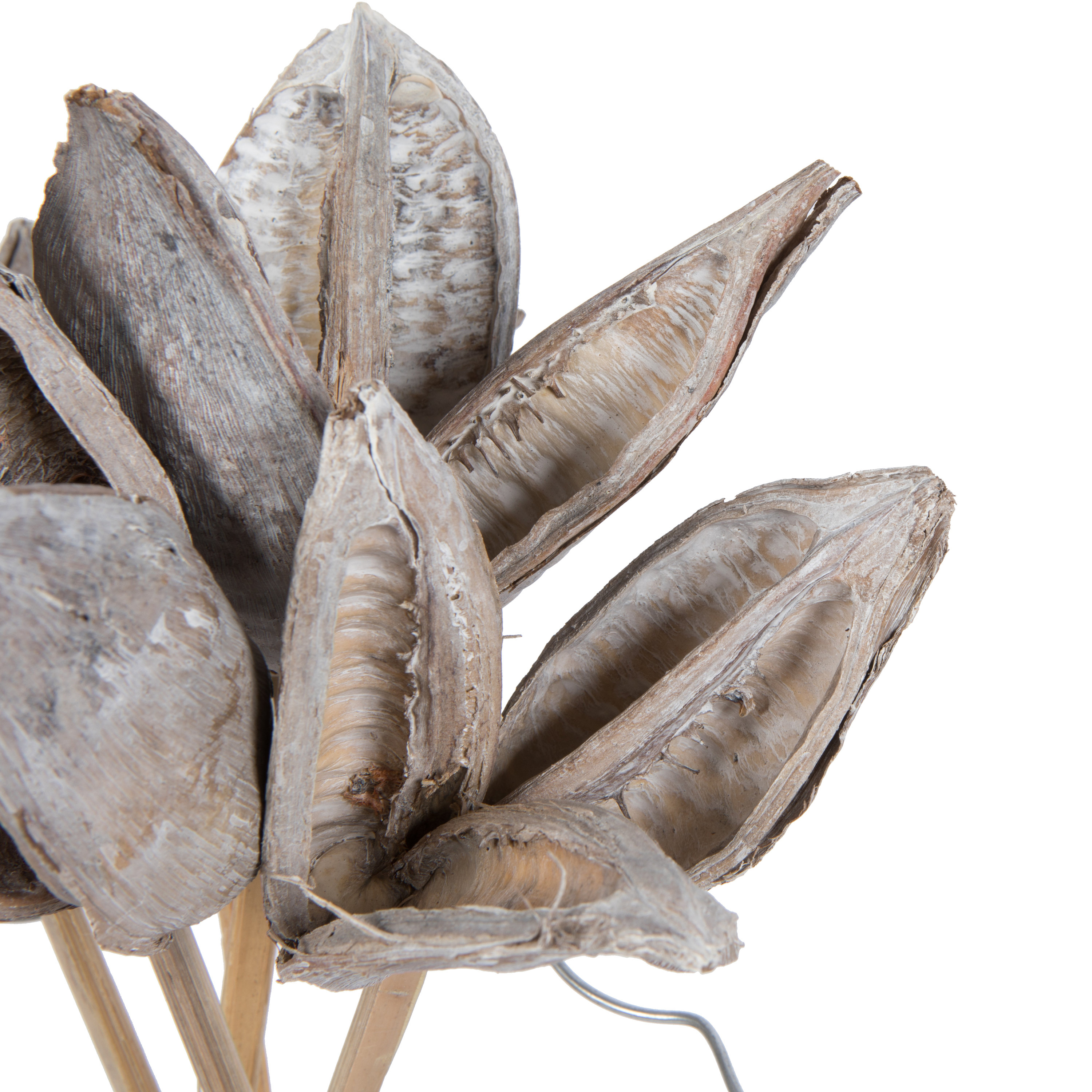 Primrue Sora Pod attached to a Wood Stem, Dried 16" Sora Pod attached ...