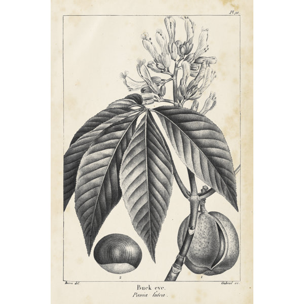 Ohio-state-tree | Wayfair