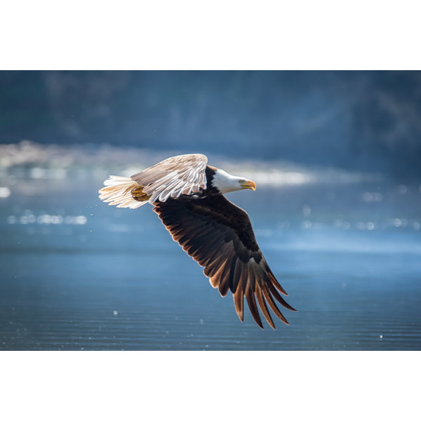 Highland Dunes American Bald Eagle by Benjaminjk - Wrapped Canvas ...