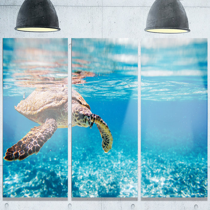 DesignArt Large Hawksbill Sea Turtle - 3 Piece Picture Frame Photograph ...