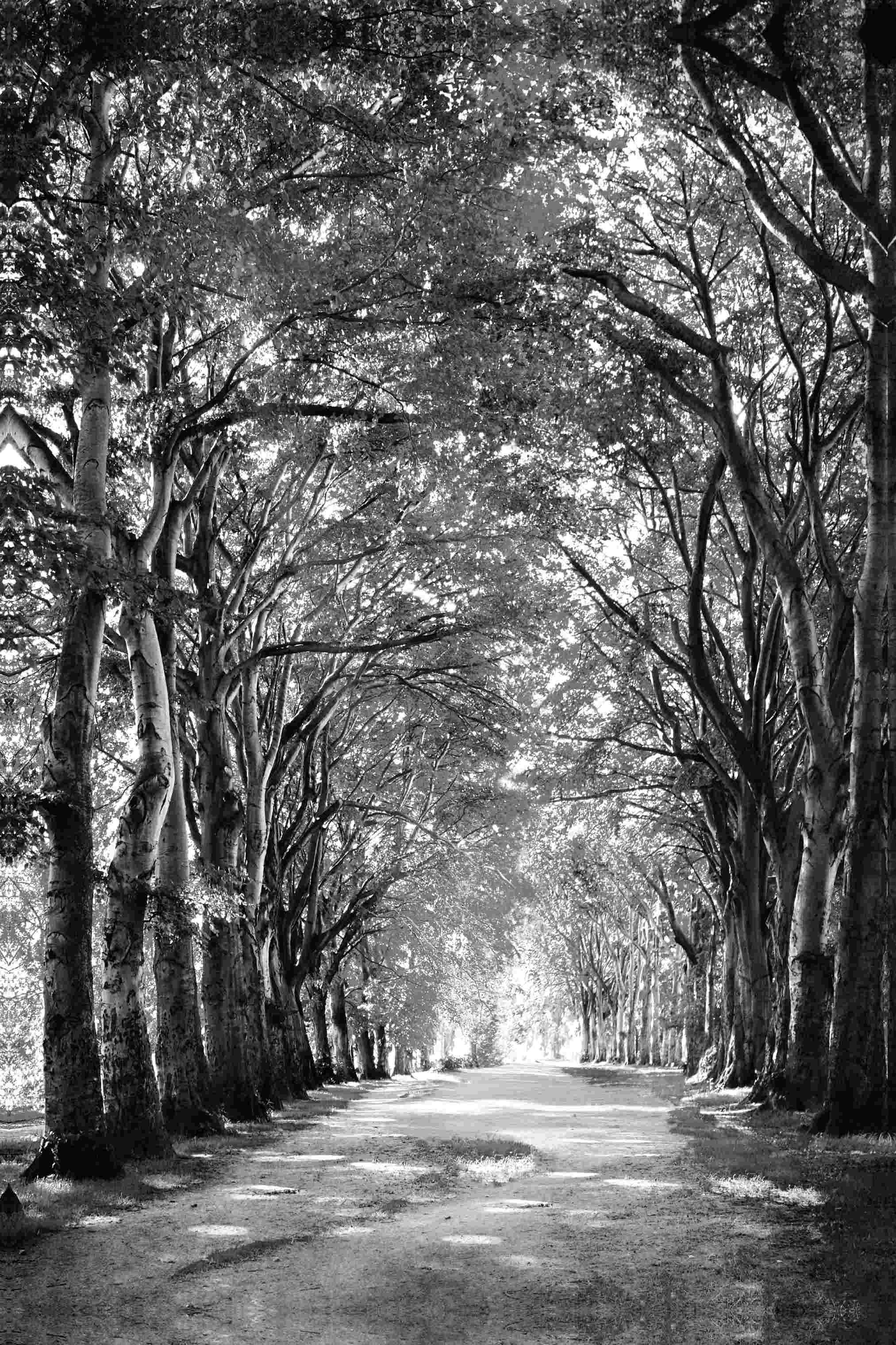 Winston Porter Black And White Path Of Trees On Canvas Graphic Art ...