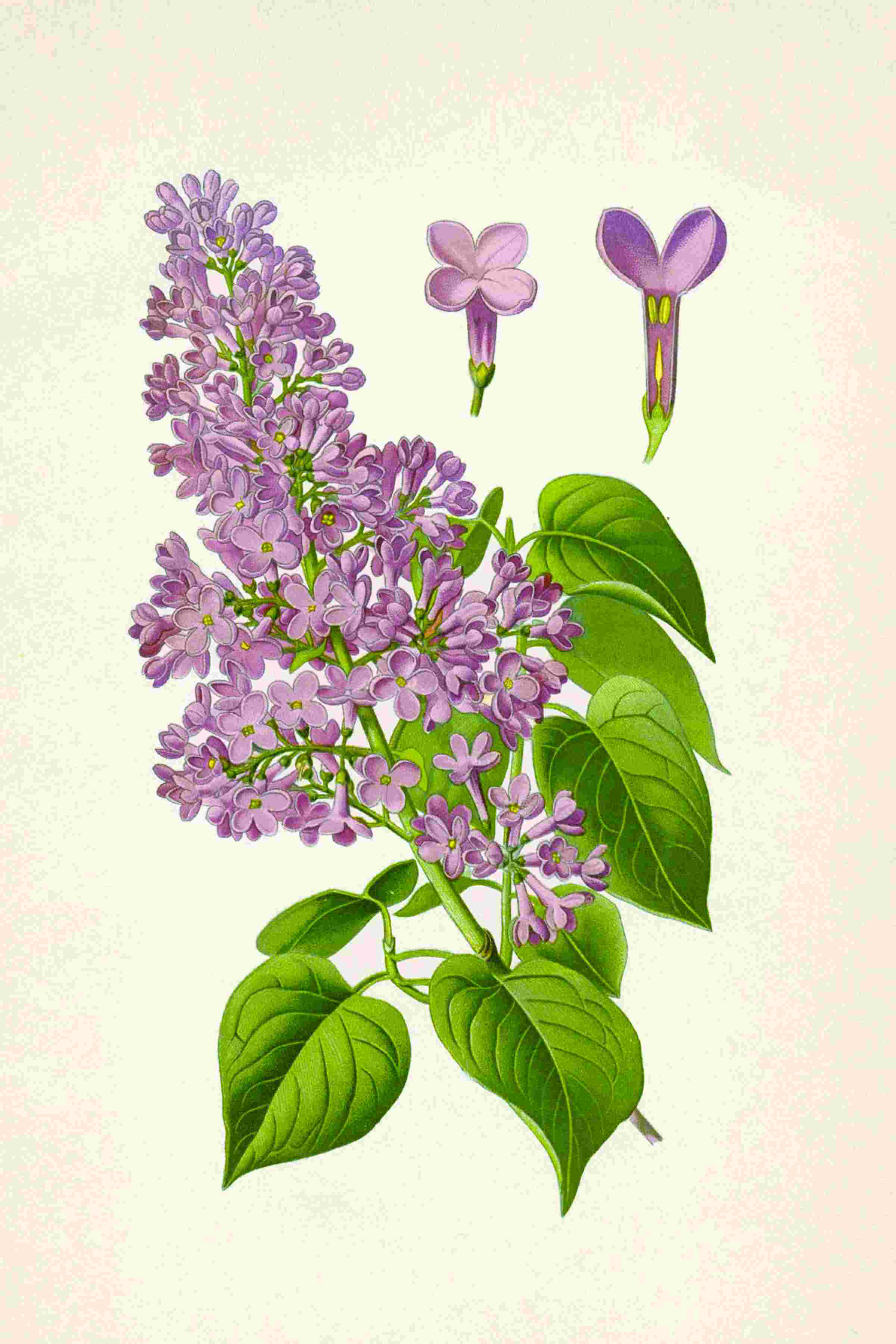 Winston Porter Vintage Lilac Drawing 2 On Canvas Print | Wayfair