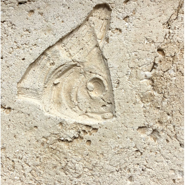 Matrix-Z 6" x 6" SeaStone Cement Fish Head Fossil Impression Bevel Edge ...
