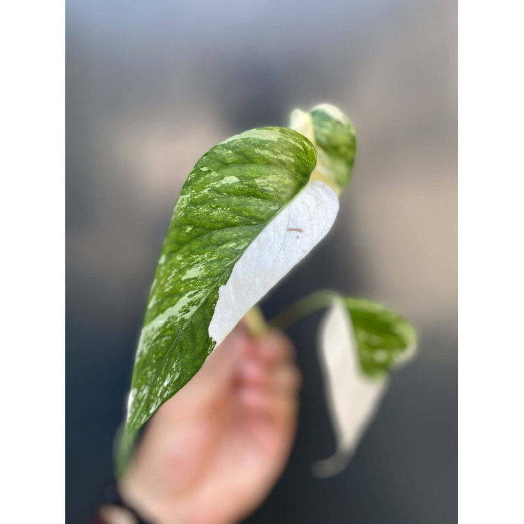 Wekiva Foliage LLC Variegated Albo Pothos - Live Plant in a 4 Inch Pot ...