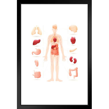 Advanced Graphics Anatomy Muscle System Cardboard Standup | Wayfair