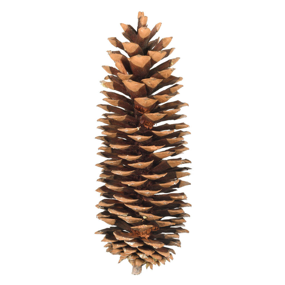 Primrue 10 Pine Plant Wayfair primrue-10-pine-plant-wayfair