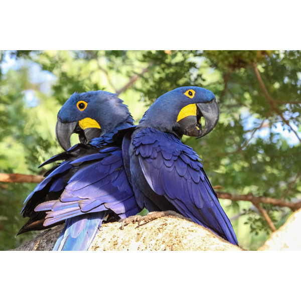 Bay Isle Home Hyacinth Macaws by - Wrapped Canvas Photograph | Wayfair