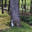 Wind & Weather Tall Sitting Bunny Statue & Reviews | Wayfair