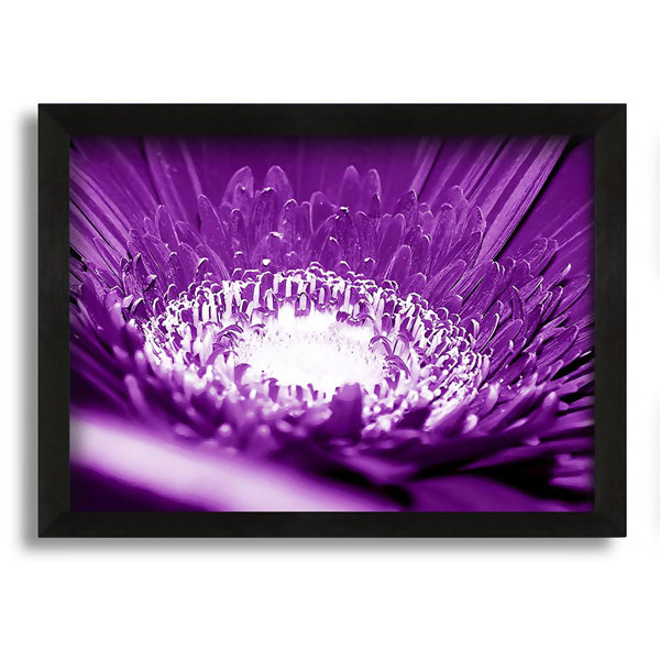Rosalind Wheeler Daisy Centre Purple Framed Print - Picture Frame ...