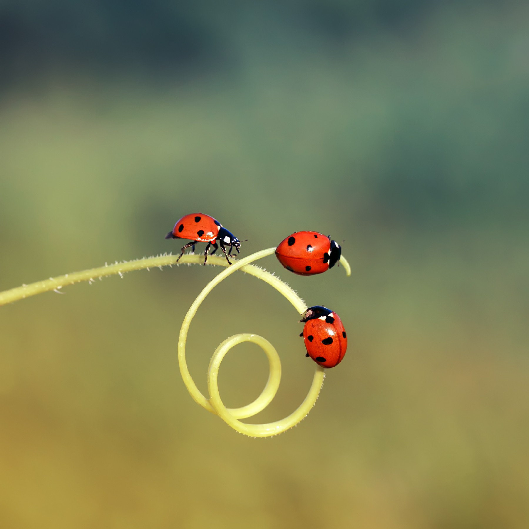 Ebern Designs Three Little Ladybugs by - Wrapped Canvas Photograph ...